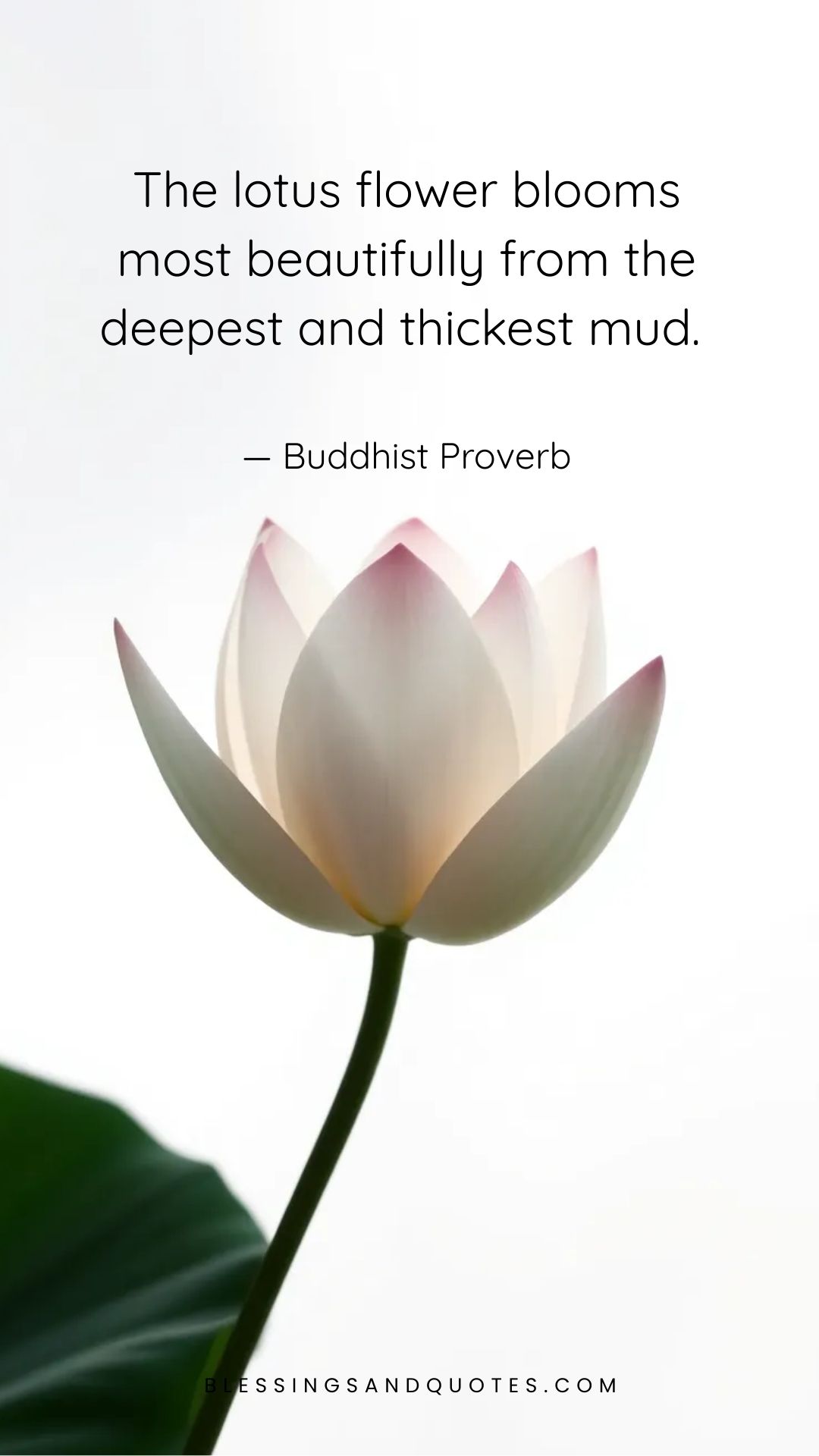Lotus Quotes: Meaningful, Inspirational, and Spiritual Words for Growth