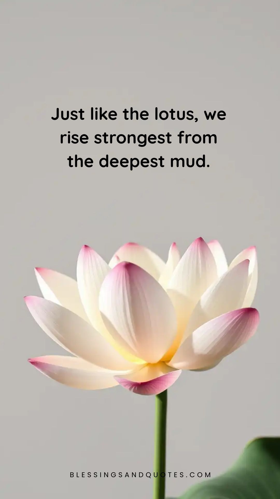 Lotus Quotes: Meaningful, Inspirational, and Spiritual Words for Growth